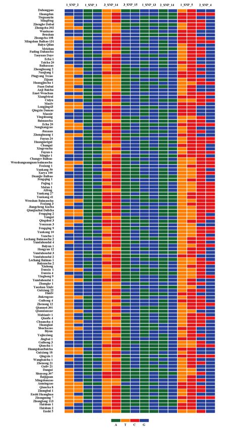 Snp Fingerprinting Of 117 Tea Cultivars Based On Eight Snp Markers Download Scientific Diagram