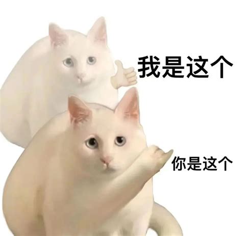 猫猫表情包 高清图片堆糖美图壁纸兴趣社区