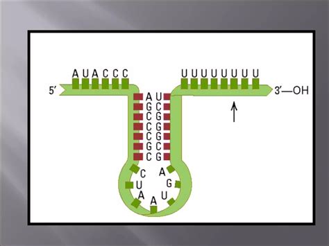 Prokaryotic Gene Regulation Ppt