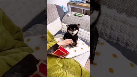 Try Not To Laugh Cats And Dogs Videos 😁 Best Funniest Animals Video