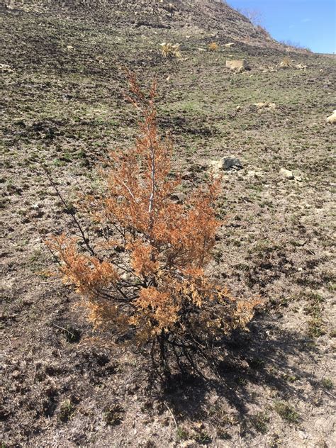 Want More Forage Kill Some Cedars Beef Tips