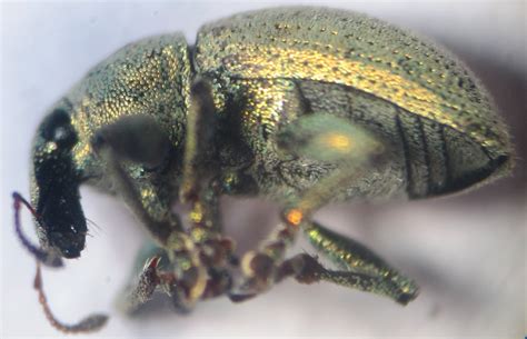 Can Anyone Help Me To Identify This Species Of Weevil Researchgate