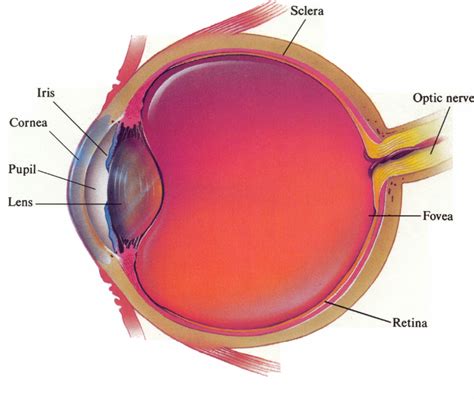 Visual And Auditory Recognition Diagram Quizlet