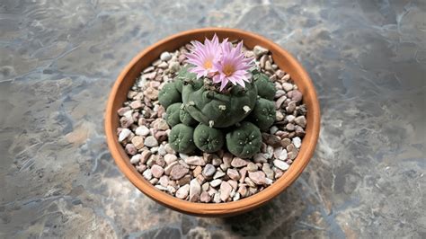 The Blossom Of The Saguaro Cactus Arizonas Desert Jewel Leafy Cactus