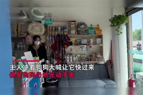 主人买狗粮狗子坐马路等待死活都不肯进门得知缘由网友笑喷了 死活 缘由 马路