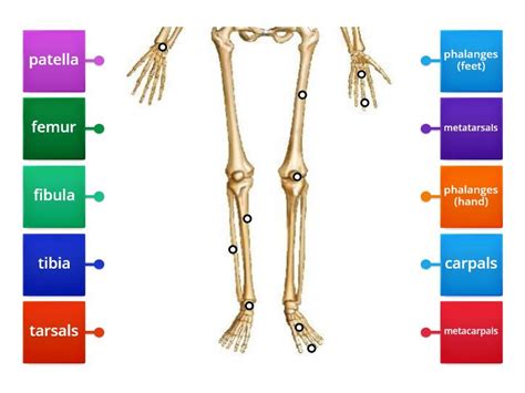 Pe Skeletal Identification Assessment Part 2 Labelled Diagram Pe Skeletal Identification Assessment Part 2 Labelled Diagram