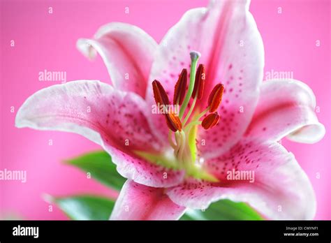 Stargazer lily hi-res stock photography and images - Alamy