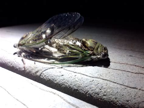Cicada Sex Imgur