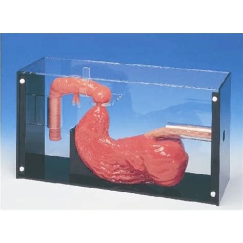 Gastroscope Duodenoscope And Ercp Medical Training Model Gastrointestinal Anatomy Simulator For