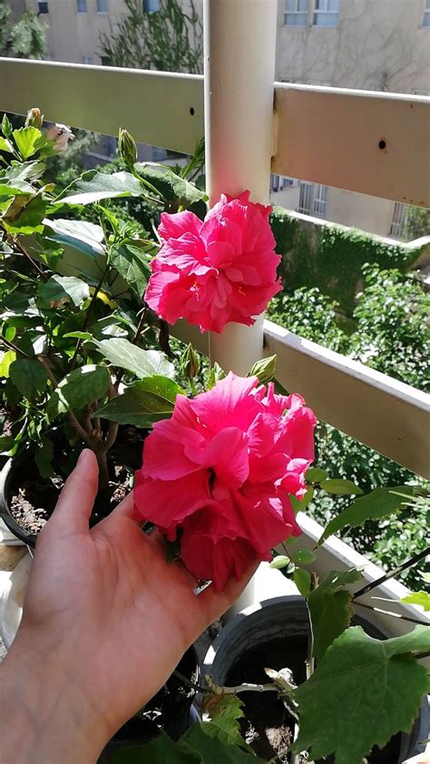Pin De Angelplanthouse خانه گل آنجل En Angelplanthouse