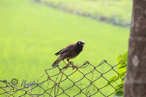 ধানের শীষ Dhaner Shish