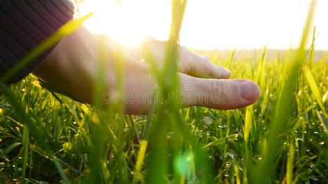 Person Touching Green Grass Field With Hand Feeling The Spring Time