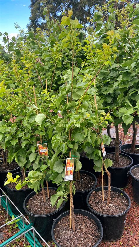 Dwarf Apricot Trevatt — Rockbank Nursery