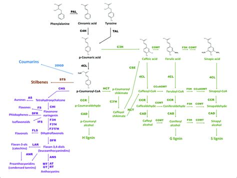 The Scheme Of Phenylpropanoid Biosynthesis Including Pathway Branches Download Scientific
