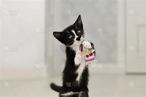 一只胸部白皙的小黑猫正在玩耍。素材 花瓣网