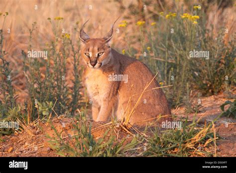 South African Lynx High Resolution Stock Photography And Images Alamy