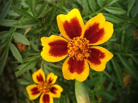 꽃 풍경 And 생명의 말씀 Natureandbible Band Page