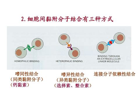 细胞连接、细胞粘附与细胞外基质 细胞生物学 课件1 08 Word文档在线阅读与下载 无忧文档