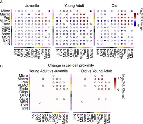 Molecular And Spatial Signatures Of Mouse Brain Aging At Single Cell