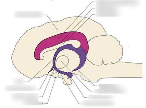 Limbic System Diagram Quizlet