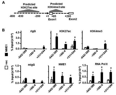 Metastasis Suppressor Nme1 Directly Activates Transcription Of The