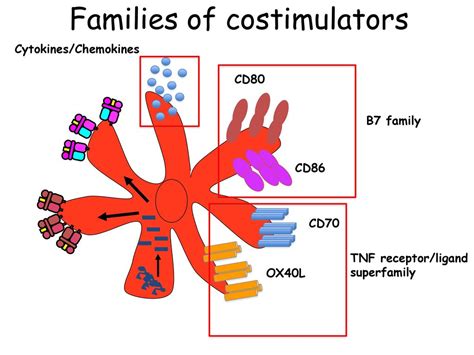 T Cells Activation And Function Ppt Download