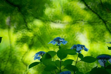 植物風景 青と緑の季節まるいねこさん αcafe αの写真投稿サイト ｜ ソニー