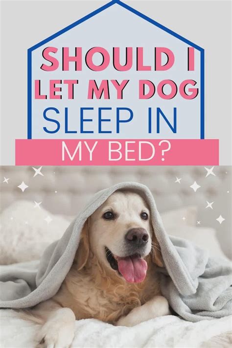 Top 10 Elevated Dog Beds In 2022 Ultimate Guide Artofit