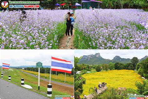 3 สถานที่ชมดอกไม้ ทุ่งดอกหงอนนาค ปราจีนบุรี ทุ่งดอกปอเทือง ลพบุรี