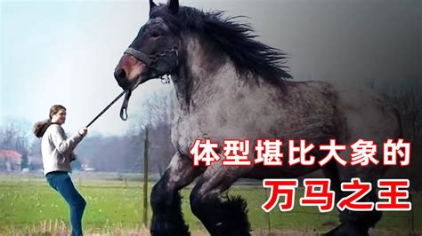 万马之王“夏尔马”，体重2200斤，5吨重的货物拉着跑腾讯视频