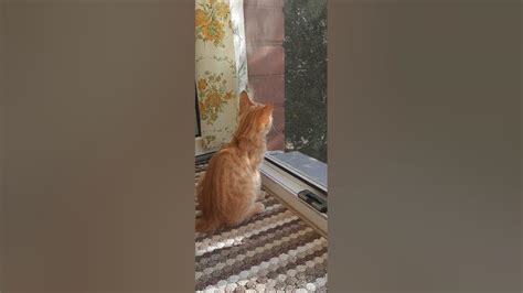 сatcatslivewindowkittyspringbirdskittenfunnycats Youtube