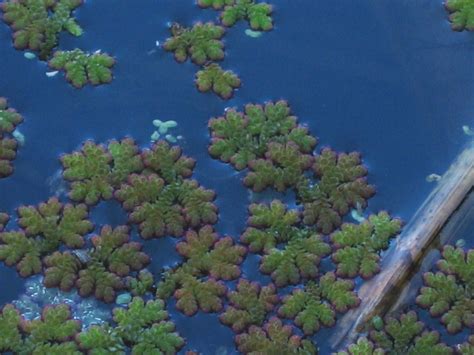 Ccgp — Azolla Filiculoides Common Mosquito Fern