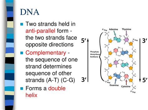 Ppt 33 Dna Structure Powerpoint Presentation Free Download Id3508385