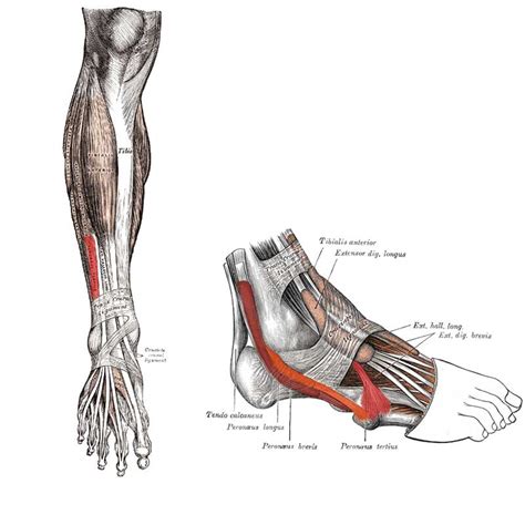 Peroneus Tertius Anatomy Origin Insertion Action The Wellness Digest