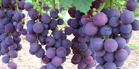 Soiuri De Struguri Pentru Vinuri Bune Sfatul Gradinaveselaro