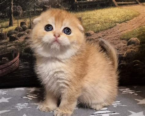 Liolik Scottish Fold Male 2450 Kitten From Kitty Land Kittens Cattery