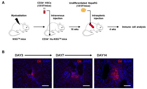 Generation Of Humanized Mice With Heparg Transplantation The Heparg