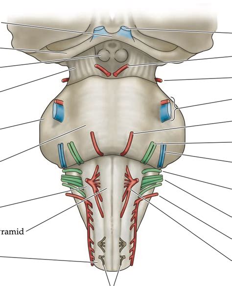 Diagram Of Brain Stem And Cranial Nerves Quizlet