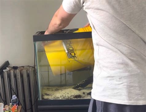 Are Turtles Easy To Take Care Of TurtleHolic