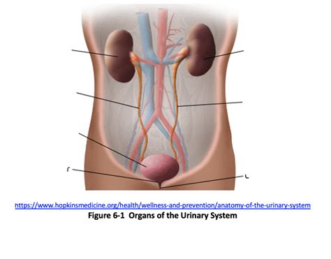 Lab Quiz 8 External Diagram Of Urinary System Diagram Quizlet
