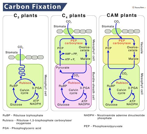 Carbon Fixation In Photosynthesis Definition And Process Science