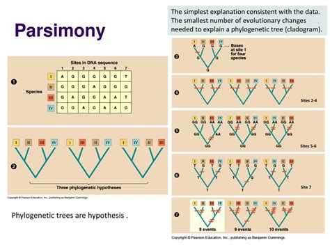 PPT Phylogeny PowerPoint Presentation Free Download ID 3272353
