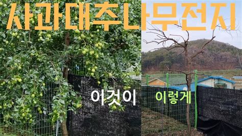사과대추나무전지전정240302 Youtube