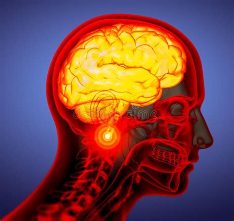3d Medical Illustration Of The Brain Stock Illustration Illustration