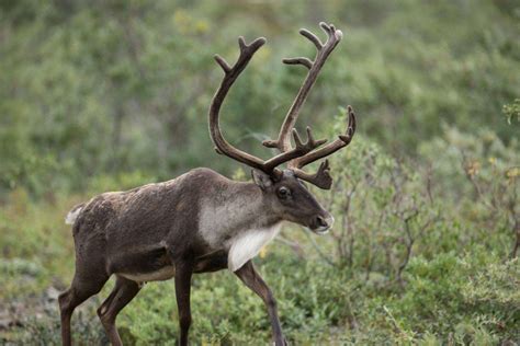 Naskapi Language Translation Services English To Naskapi