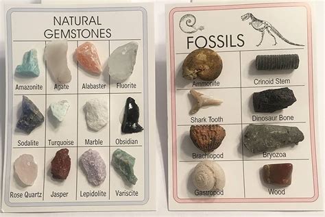 Dinosaur Fossil Identification Chart Outlet
