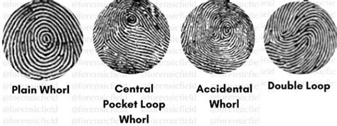 Types Of Fingerprint Patterns Forensic S Blog Types Of Fingerprints