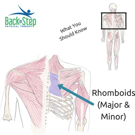 The Rhomboids It S Not Geometry Back In Step Physical Therapy