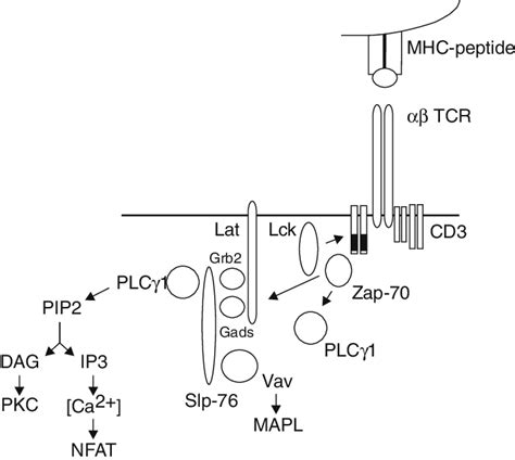 Schematic Representation Of T Cell Receptor Tcr Signaling [16
