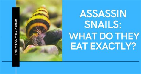 Assassin Snails What Do They Eat Exactly AG